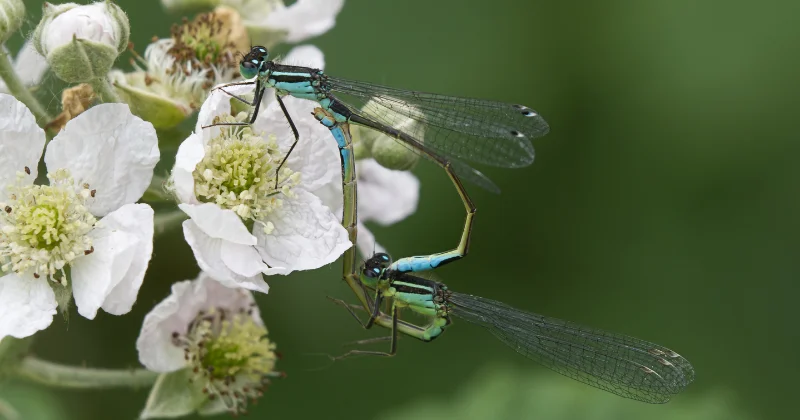 La reproduction des plantes à fleurs : un cycle complet entre ...